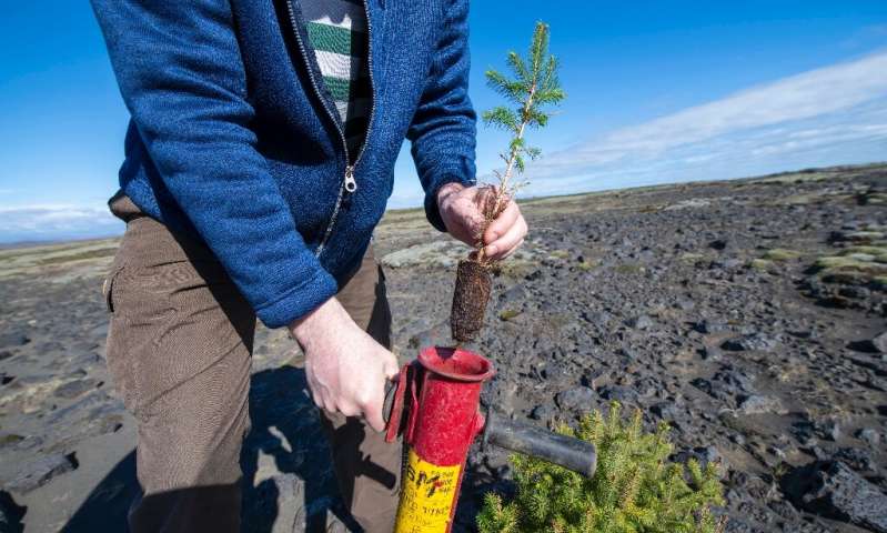 Iceland Restores Forests