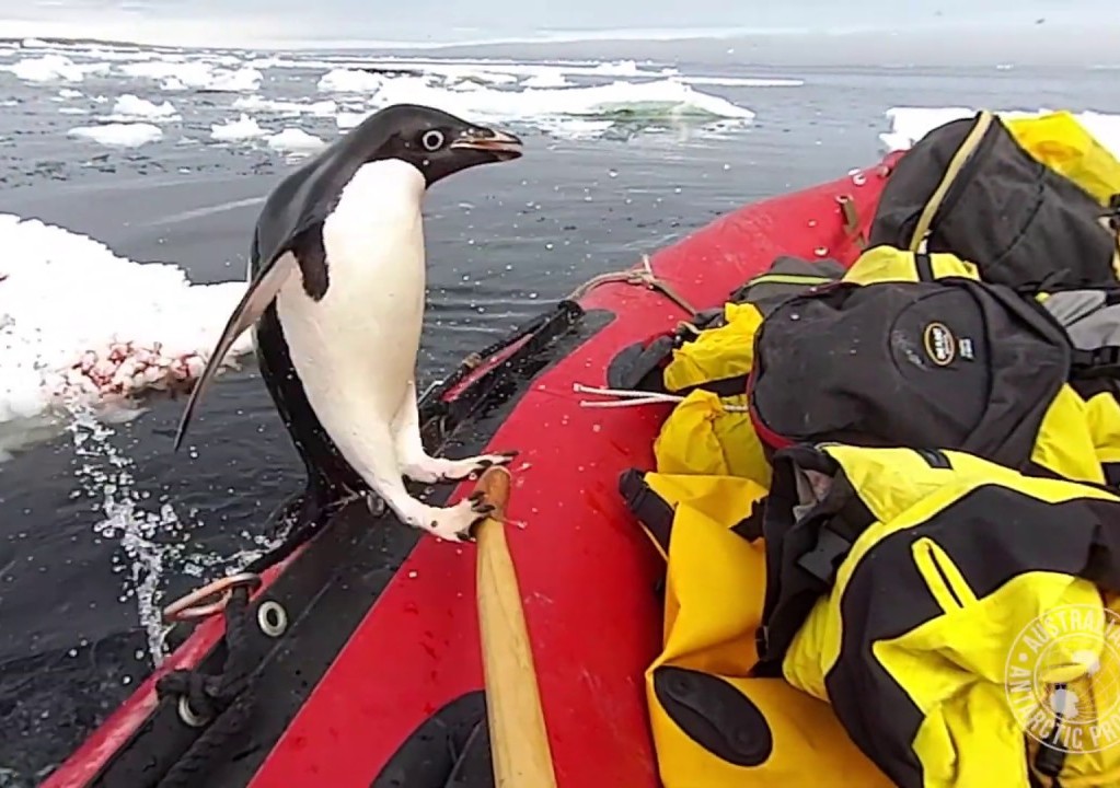 Antarctic Penguin Visits Researchers