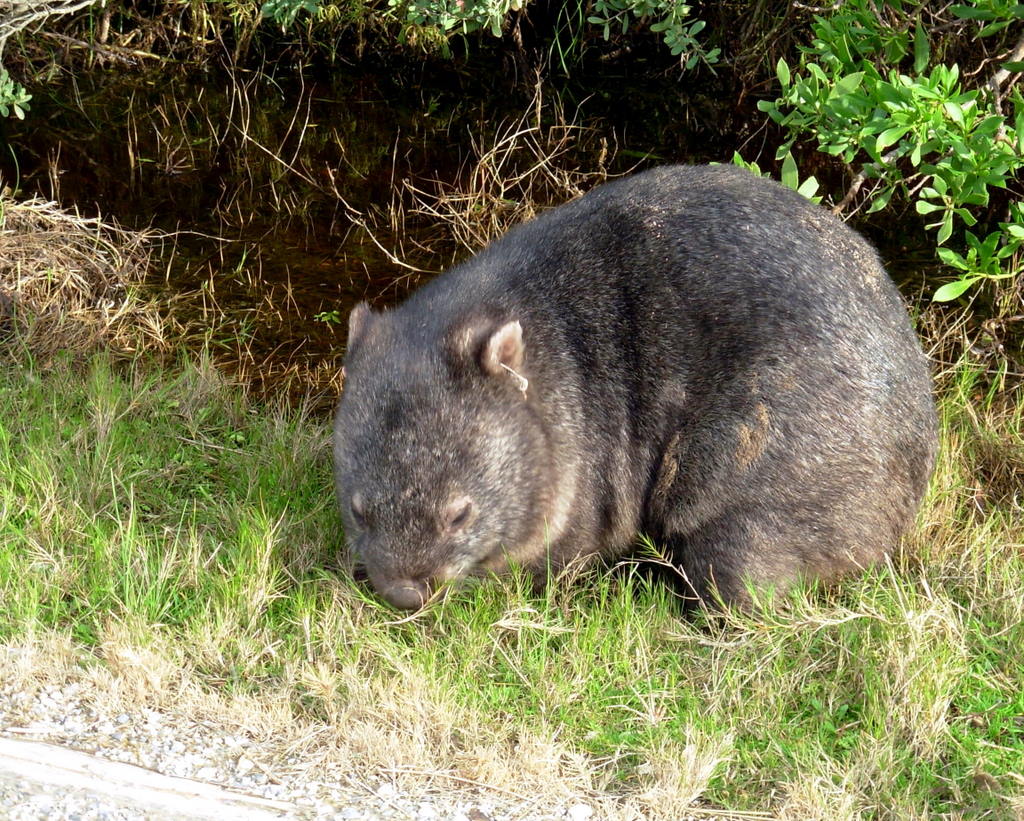 Wombat Day