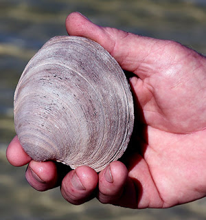 Super Clams = Cleaner Water